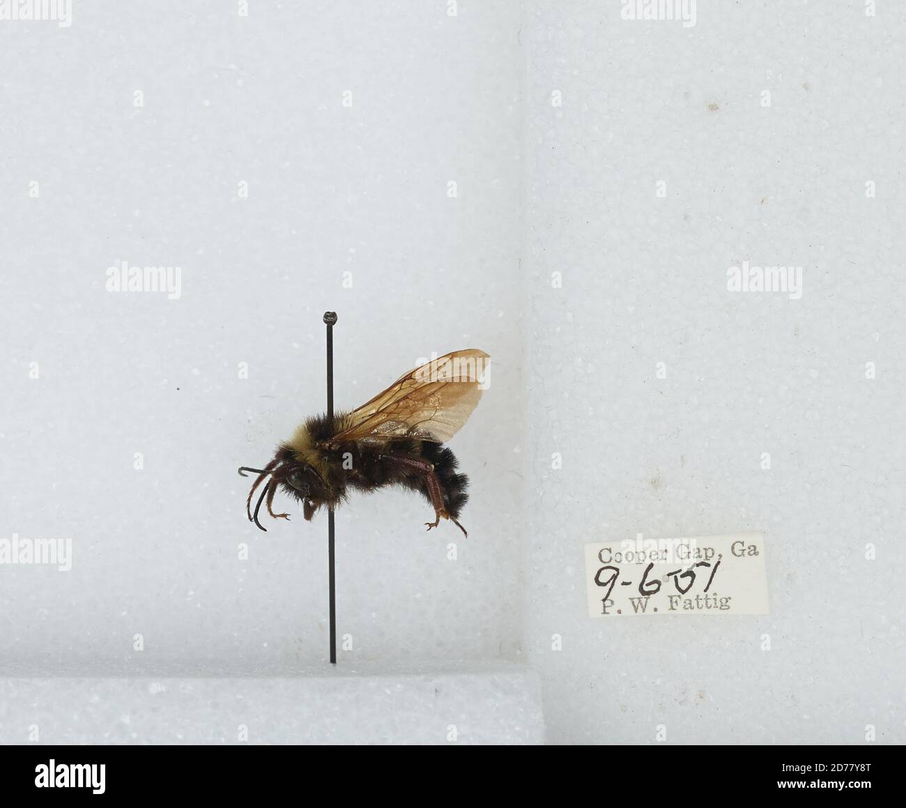 Cooper Gap, Lumpkin, Georgia, United States, Bombus (Psithyrus ...
