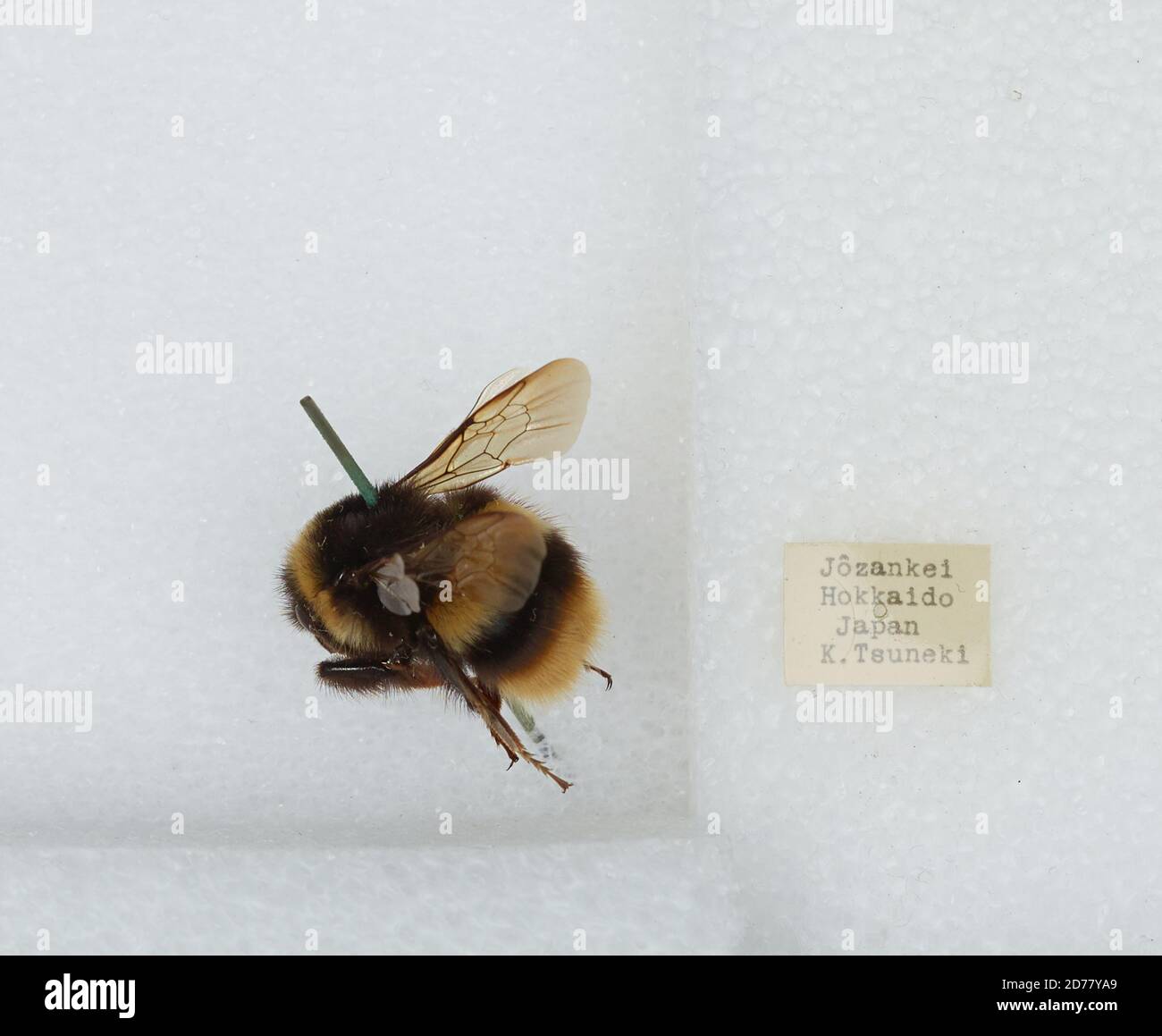 Jozankei, Hokkaido, Japan, Bombus (Bombus) ignitus Smith, Animalia, Arthropoda, Insecta ...