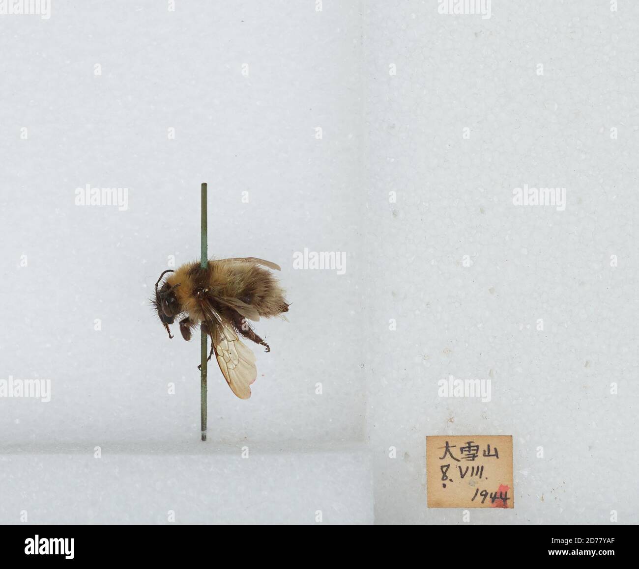 Daisetsuzan, Japan, Bombus (Diversobombus) diversus Smith, Animalia, Arthropoda, Insecta ...