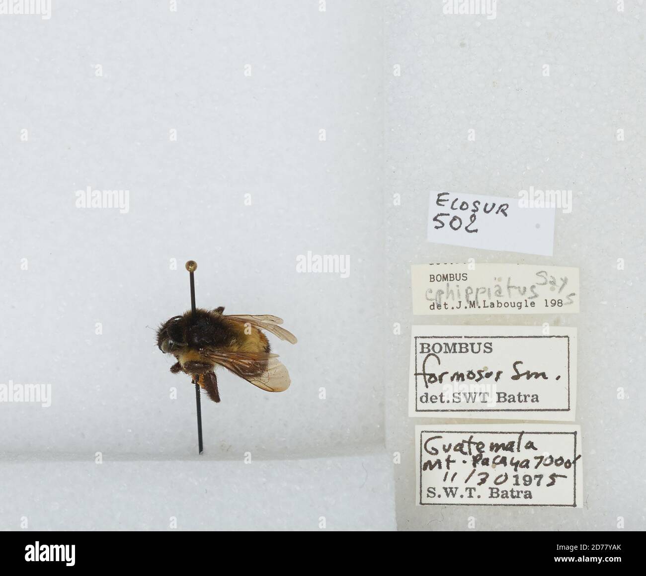 Mount Pacaya, Escuintla, Guatemala, Bombus (Pyrobombus) ephippiatus ...