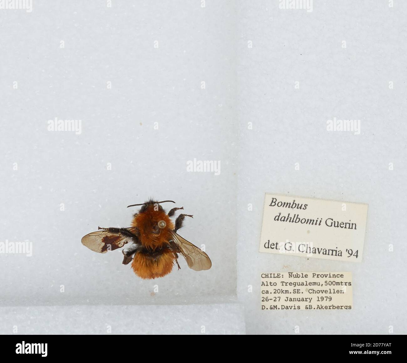 Alto tregualemu hi-res stock photography and images - Alamy