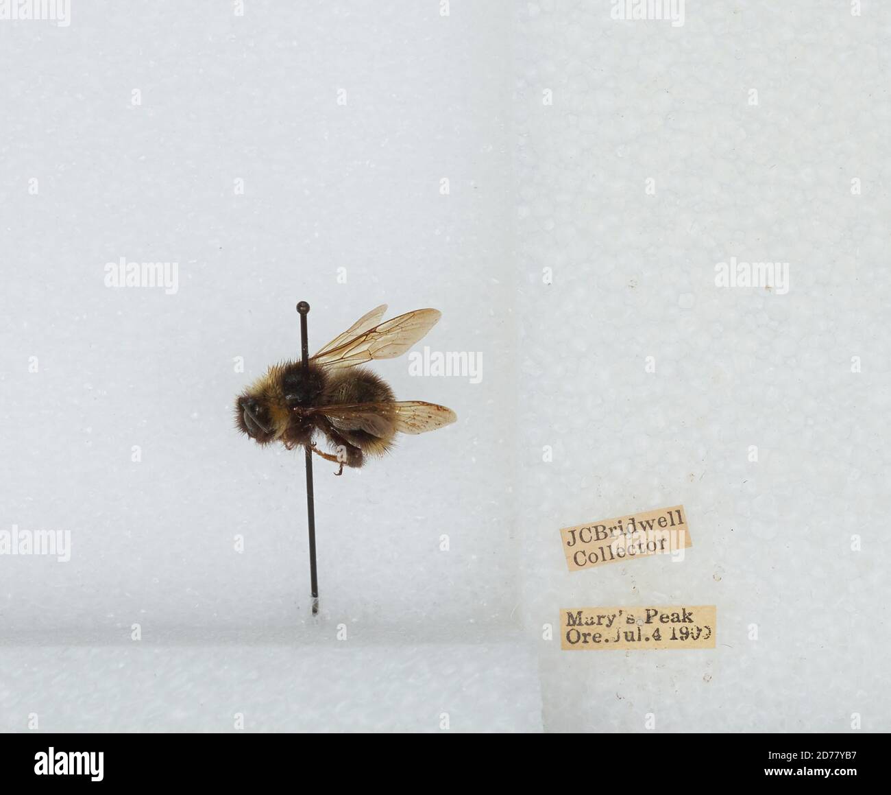 Mary's Peak, Benton, Oregon, United States, Bombus (Fervidobombus ...