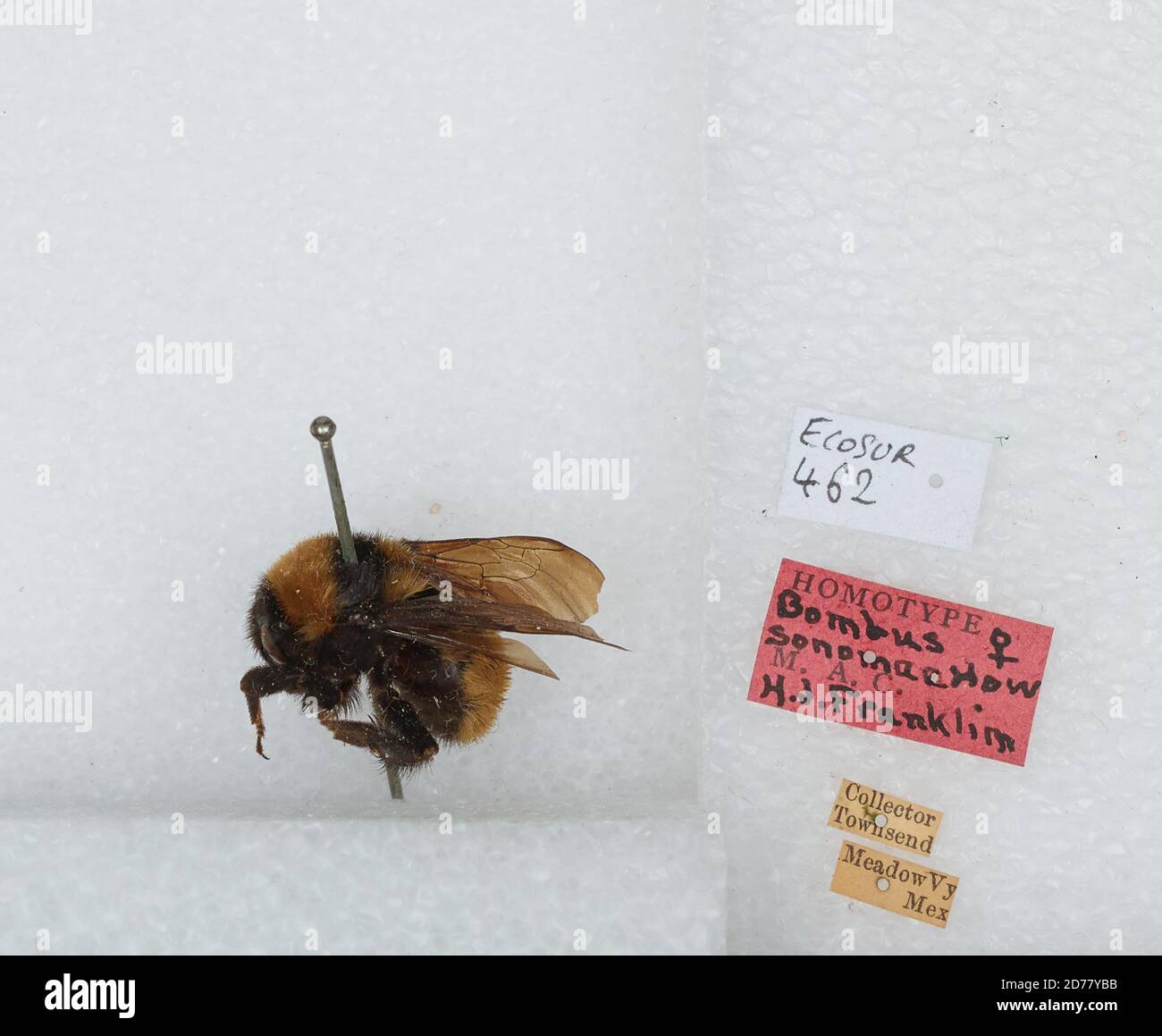 Meadow Valley, Mexico, Bombus (Fervidobombus) fervidus fervidus ...