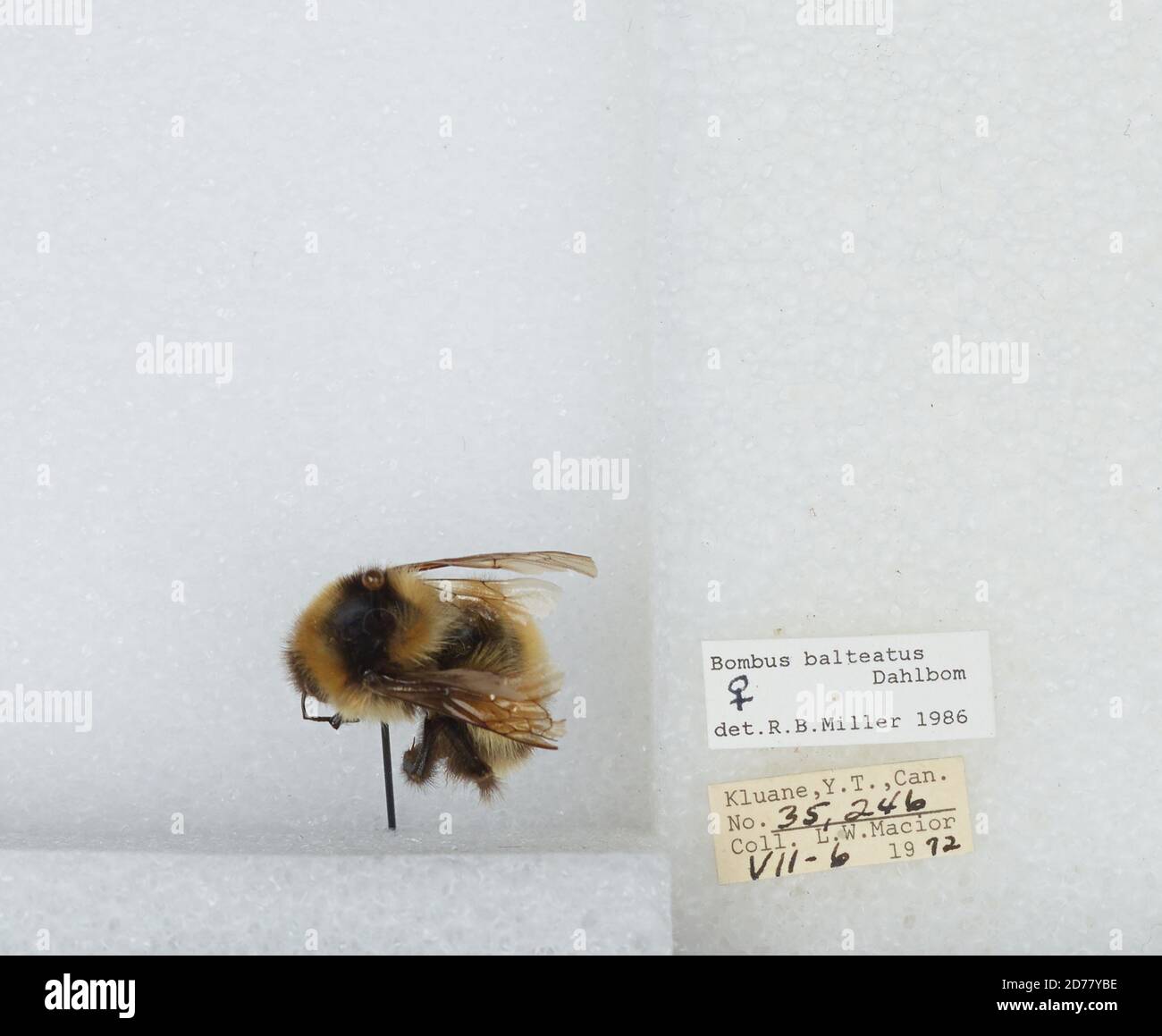 Kluane, Yukon Territory, Canada, Bombus (Alpinobombus) balteatus ...