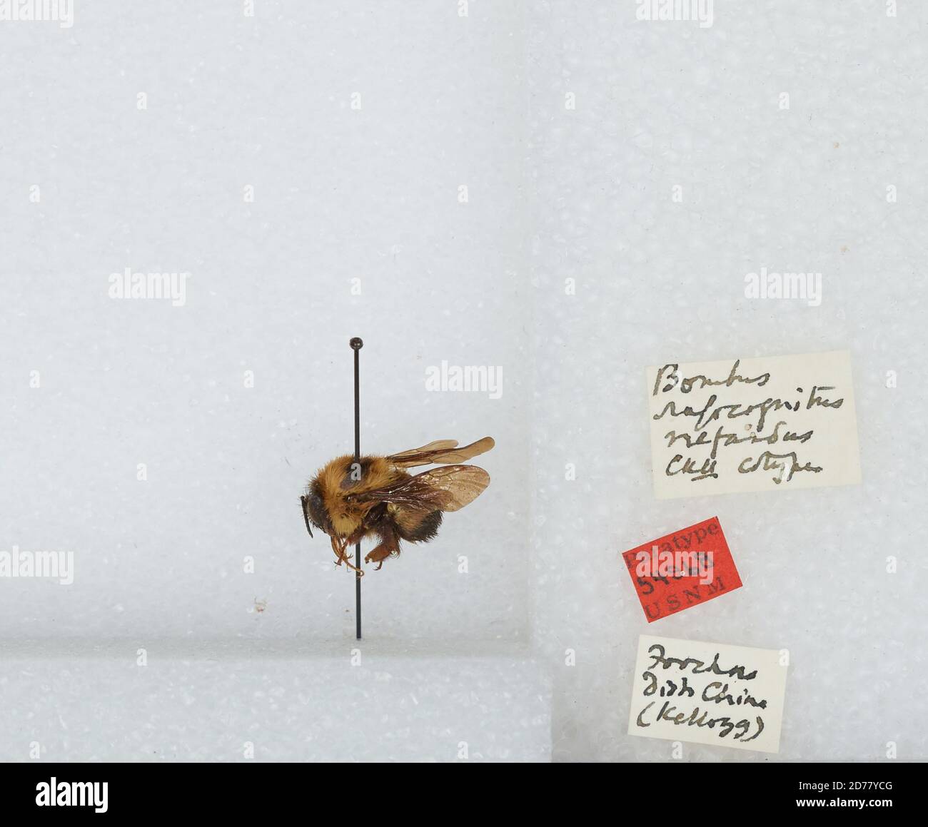 Fuzhou, Fujian, China, Bombus (Alpigenobombus) breviceps Smith, 1852 ...