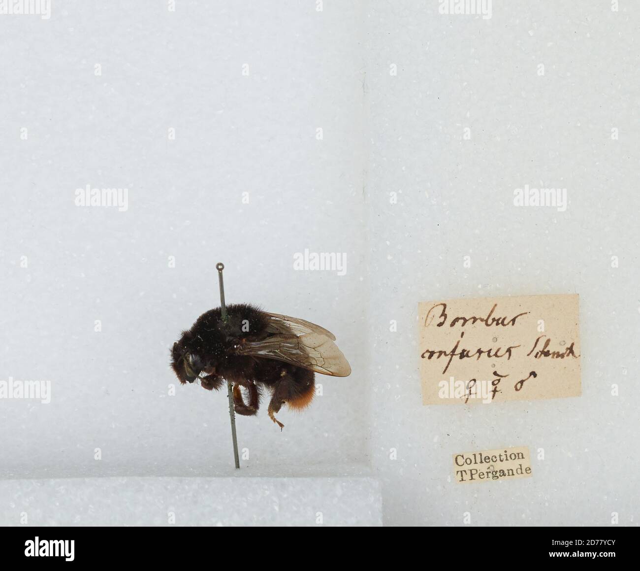 Bombus (Confusibombus) confusus (Schenck), Animalia, Arthropoda ...