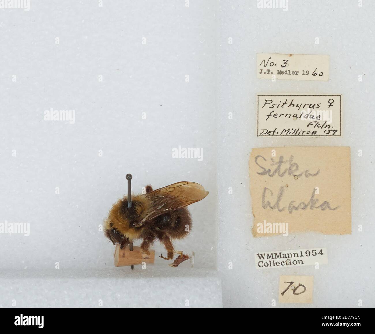 Sitka, Alaska, United States, Bombus (Psithyrus) fernaldae (Franklin ...