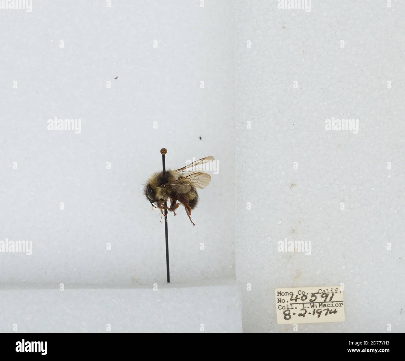 Mono, California, United States, Bombus (Pyrobombus) flavifrons Cresson ...