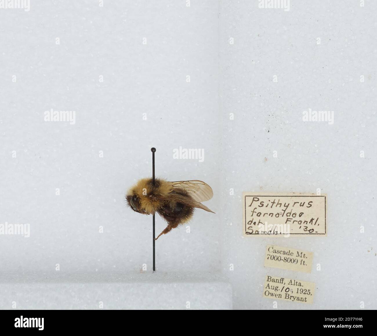 Cascade Mountain, Banff, Alberta, Canada, Bombus (Psithyrus) fernaldae ...