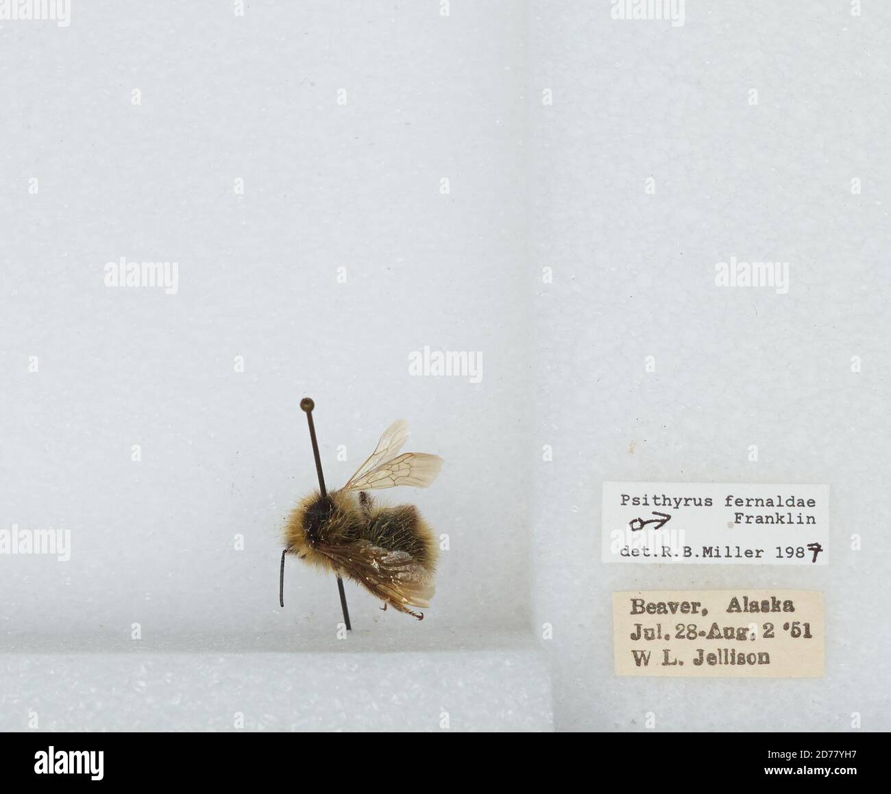 Beaver, Yukon-Koyukuk, Alaska, United States, Bombus (Psithyrus ...