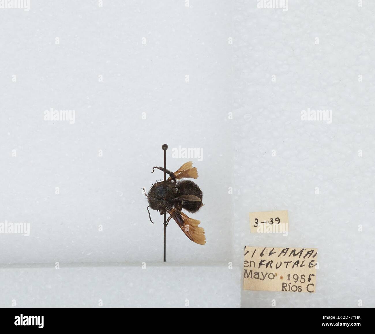 Bombus (Fervidobombus) atratus Franklin, 1913, Animalia, Arthropoda ...