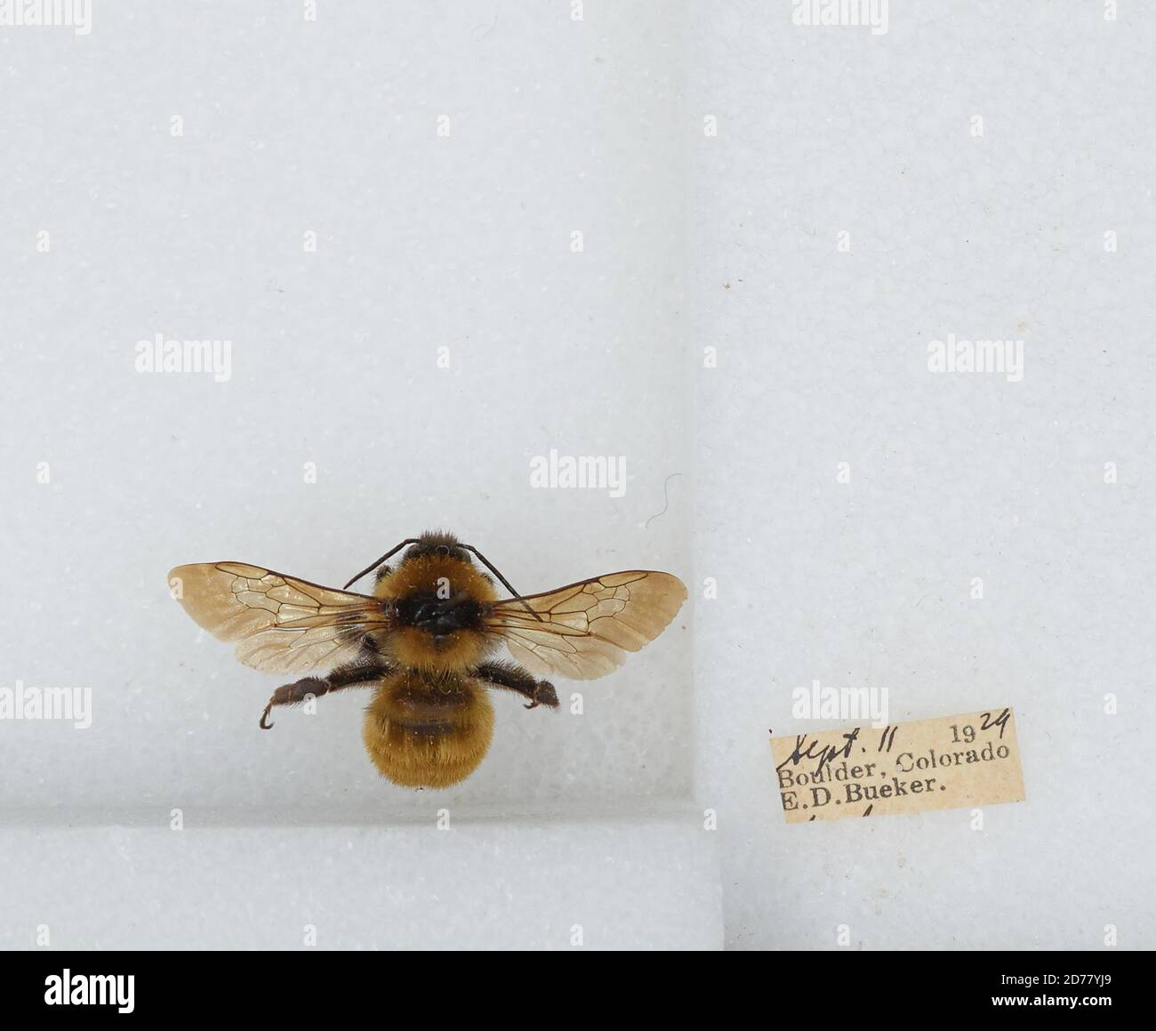 Boulder, Colorado, United States, Bombus (Fervidobombus) fervidus ...