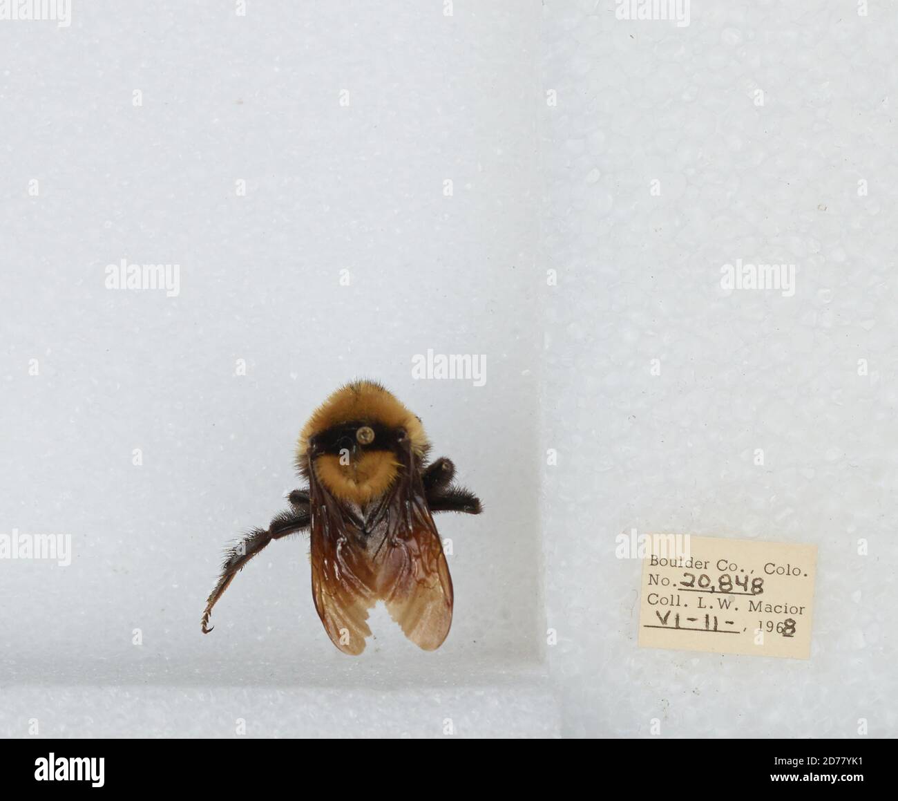 Boulder, Colorado, United States, Bombus (Fervidobombus) fervidus ...