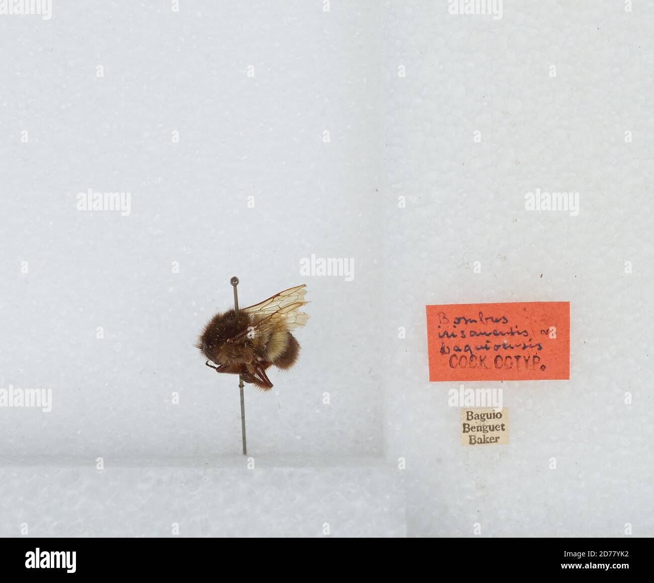 Baguio, Benguet, Philippines, Bombus (Pyrobombus) flavescens Smith ...