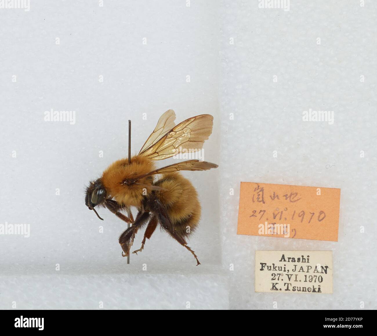 Japan, Bombus (Diversobombus) diversus Smith, Animalia, Arthropoda, Insecta, Hymenoptera, Apidae ...