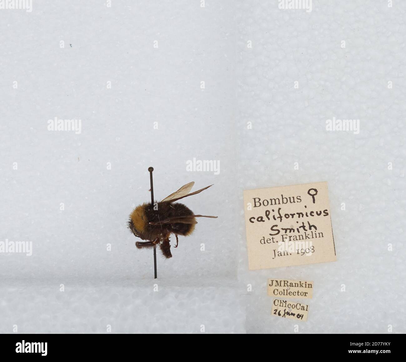 Chico, Butte, California, United States, Bombus (Fervidobombus ...