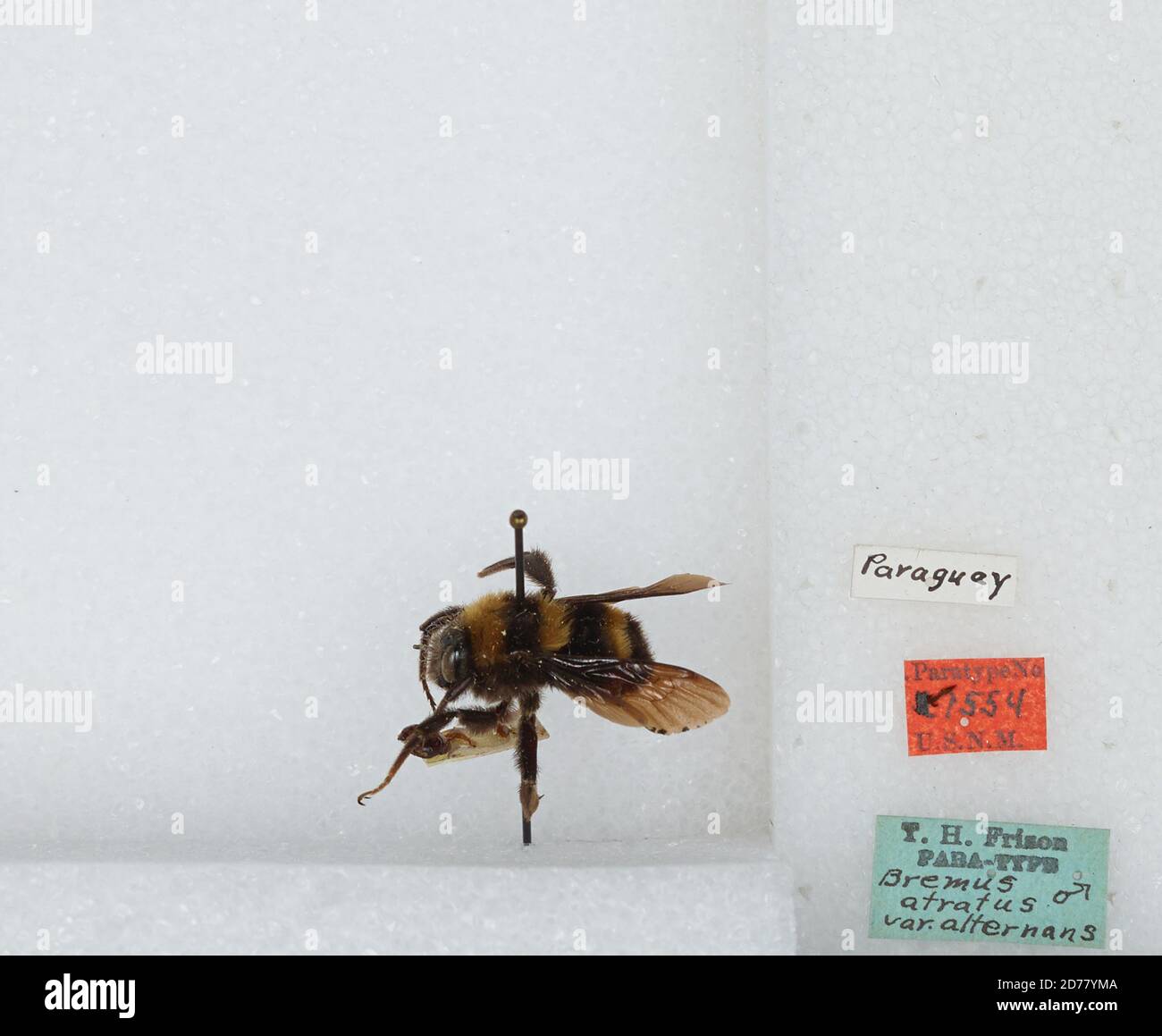 Paraguay, Bombus (Fervidobombus) atratus Franklin, 1913, Animalia ...