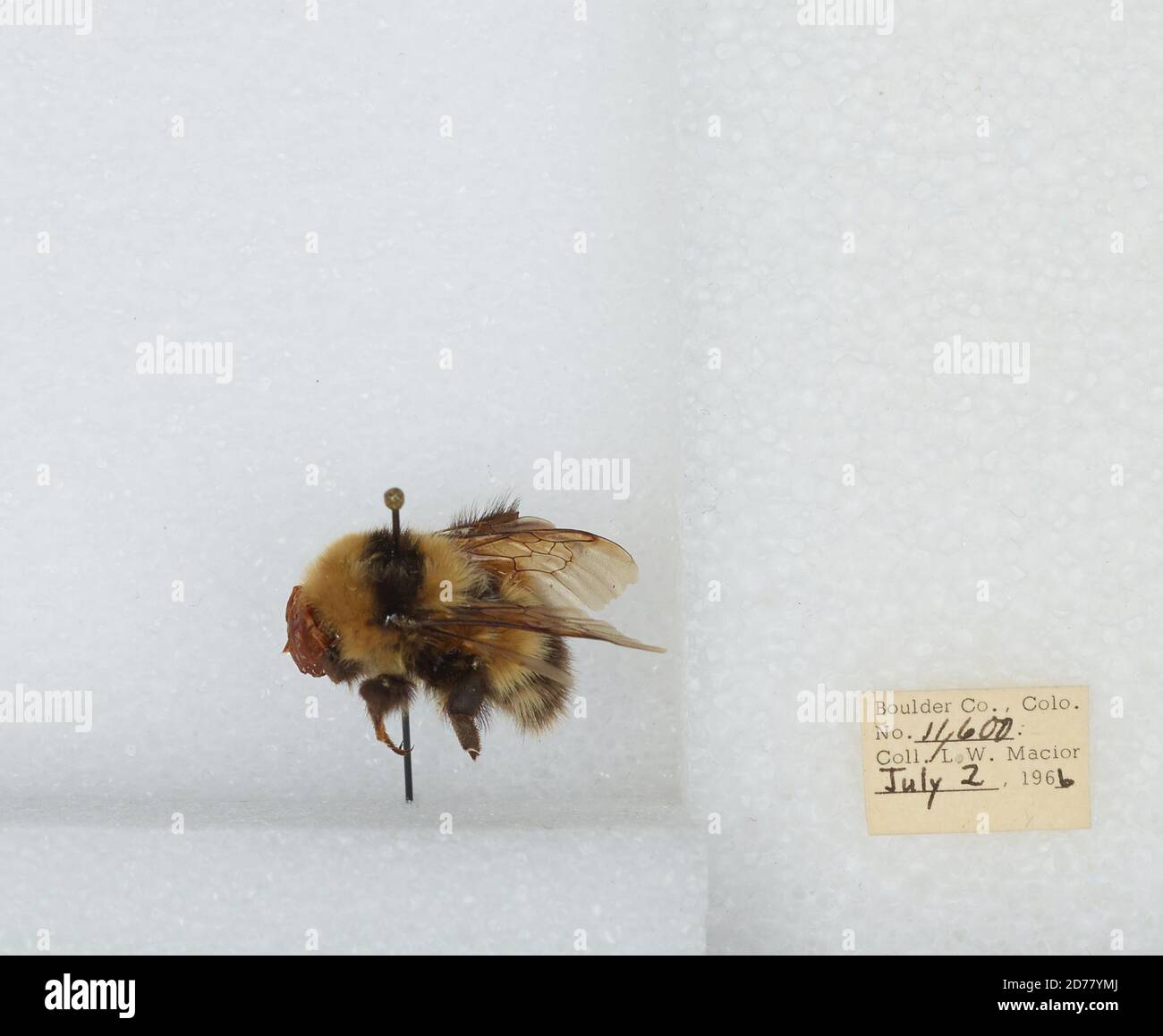 Boulder, Colorado, United States, Bombus (Alpinobombus) balteatus ...