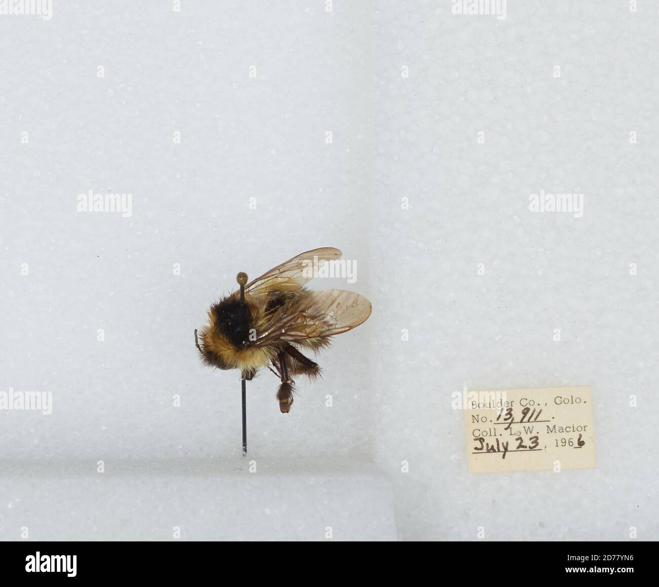Boulder, Colorado, United States, Bombus (Alpinobombus) balteatus ...