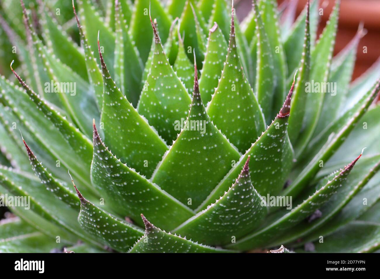 Close up shot of the mature leaves of the green Aloe Vera plant Stock ...