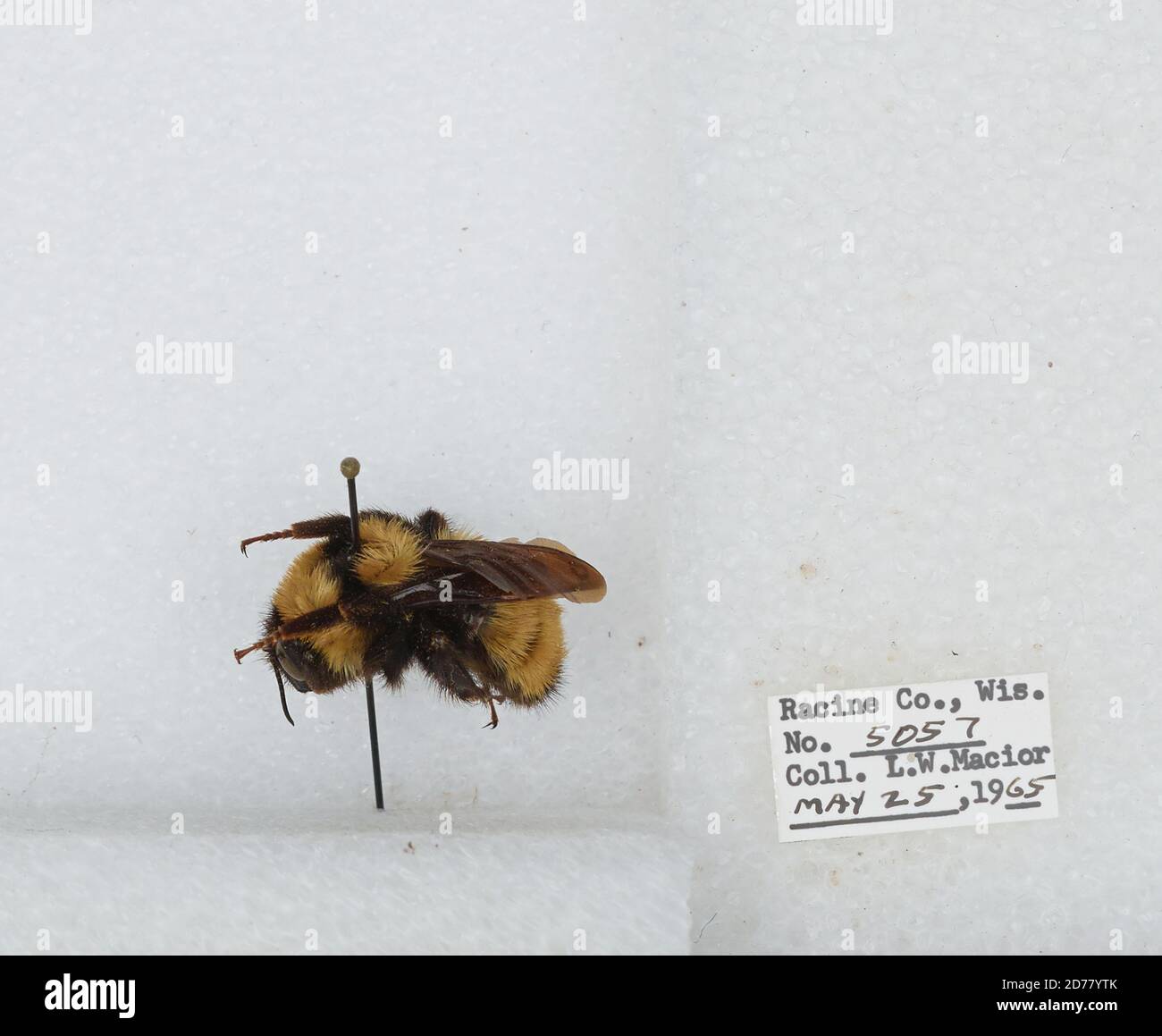 Racine, Wisconsin, United States, Bombus (Fervidobombus) fervidus ...