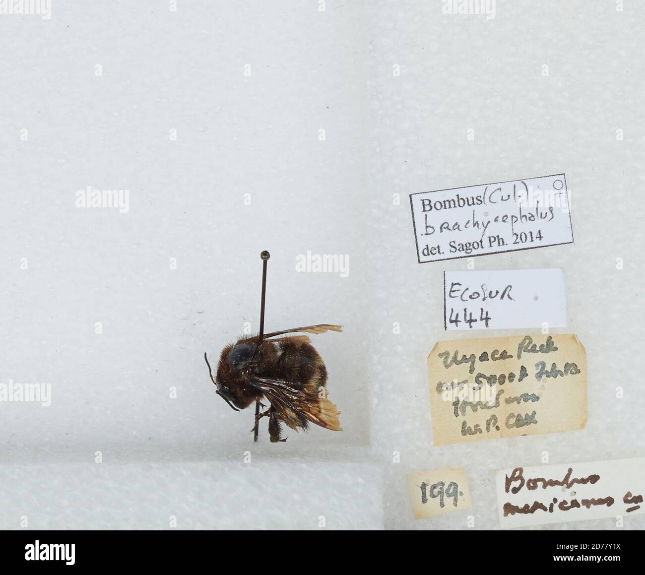 Uyuca Peak, Yoro, Honduras, Bombus (Alpigenobombus) breviceps Smith ...