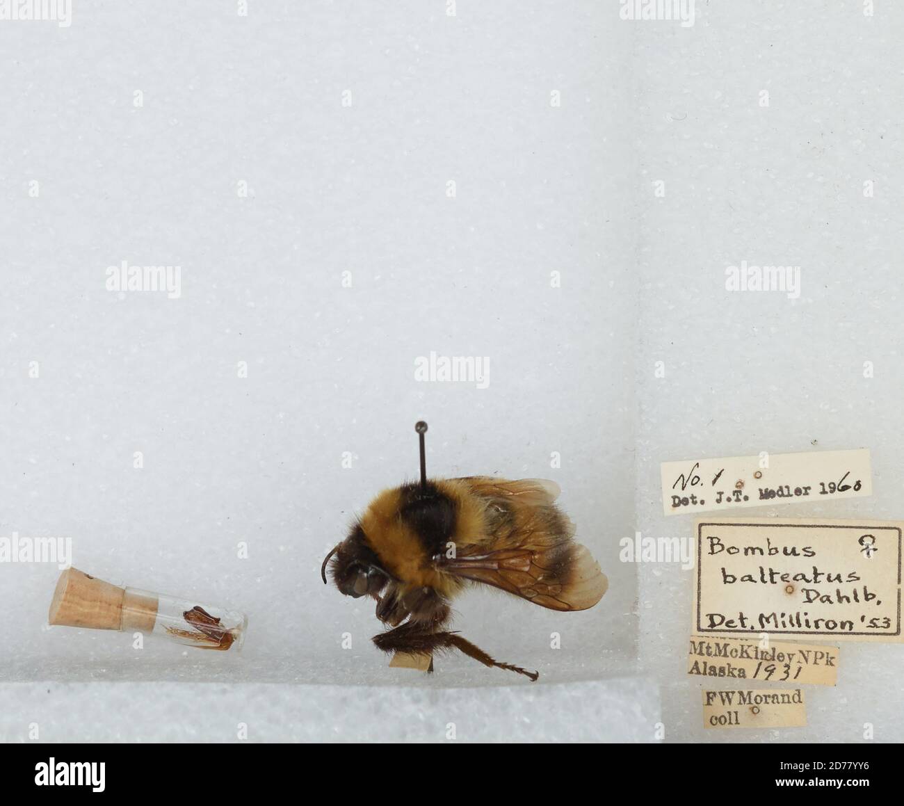 Mount McKinley, Denali National Park and Reserve, Denali Borough ...