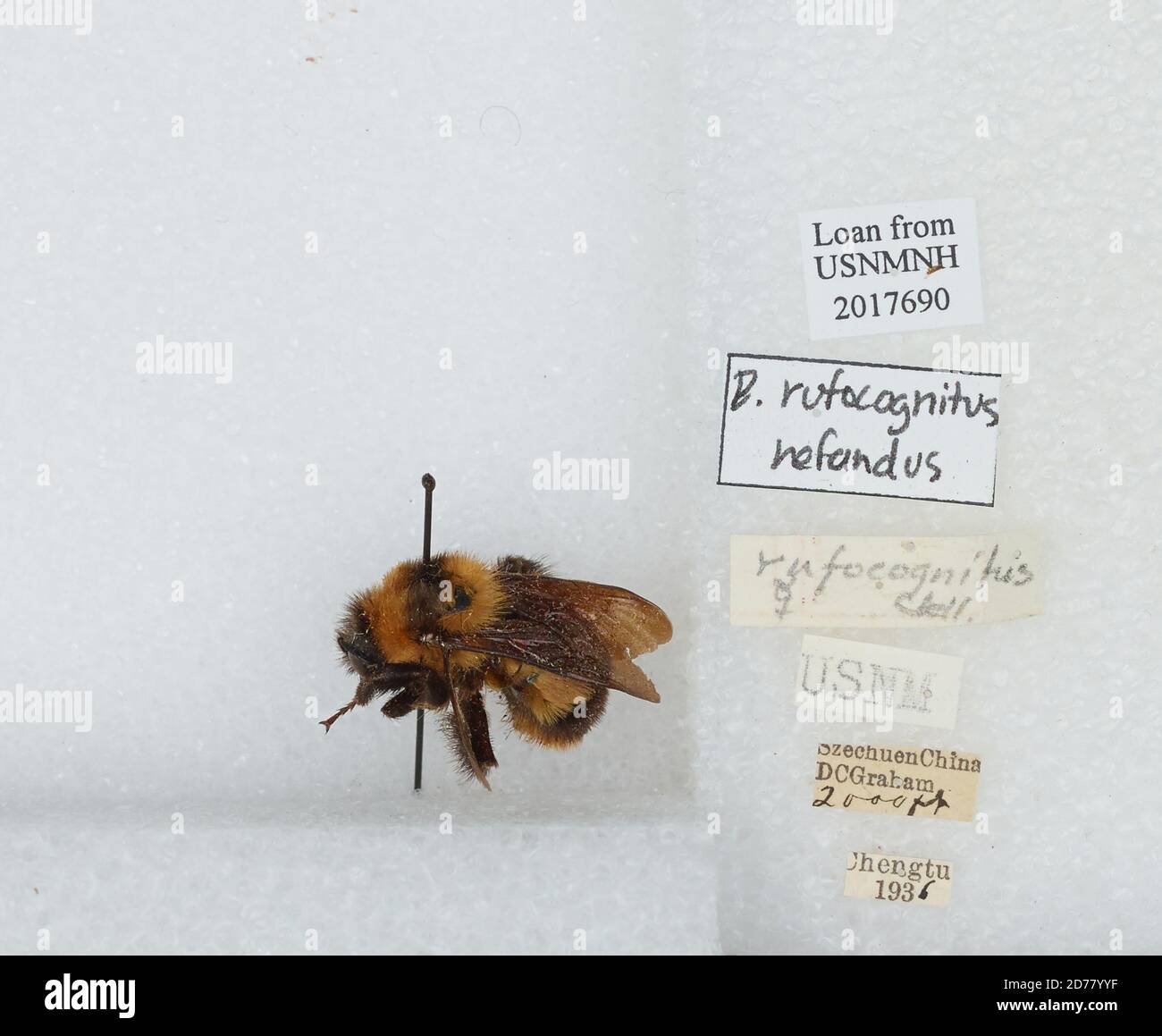 Chengdu, Sichuan, China, Bombus (Alpigenobombus) breviceps Smith, 1852 ...