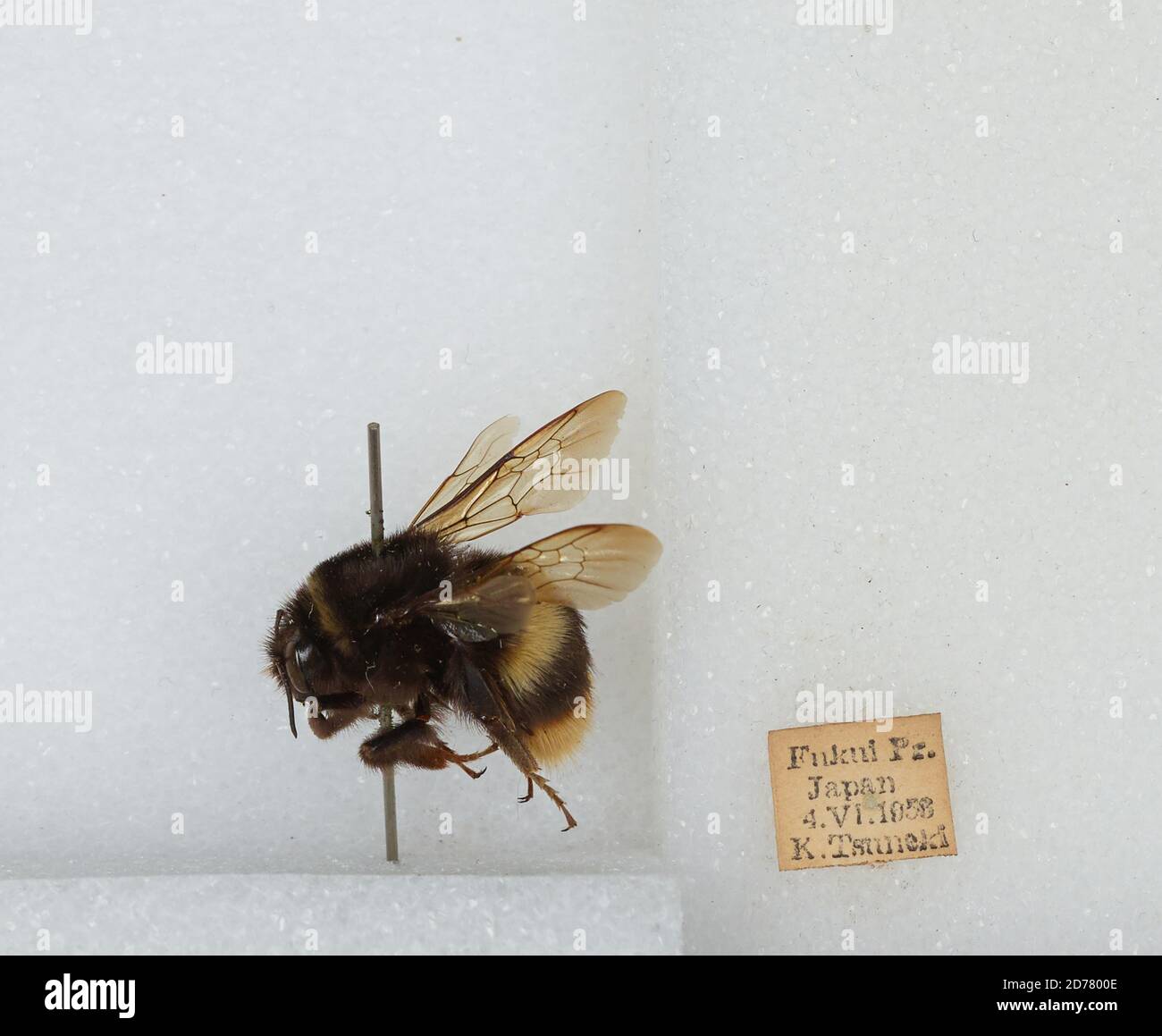 Fukui, Japan, Bombus (Bombus) ignitus Smith, Animalia, Arthropoda, Insecta, Hymenoptera, Apidae ...