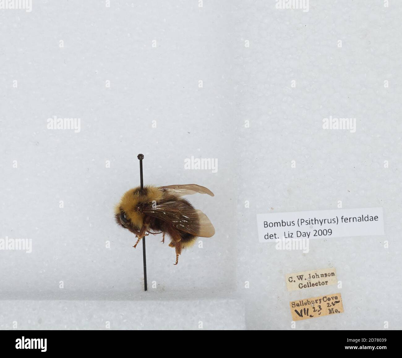 Salisbury Cove, Hancock, Maine, United States, Bombus (Psithyrus ...