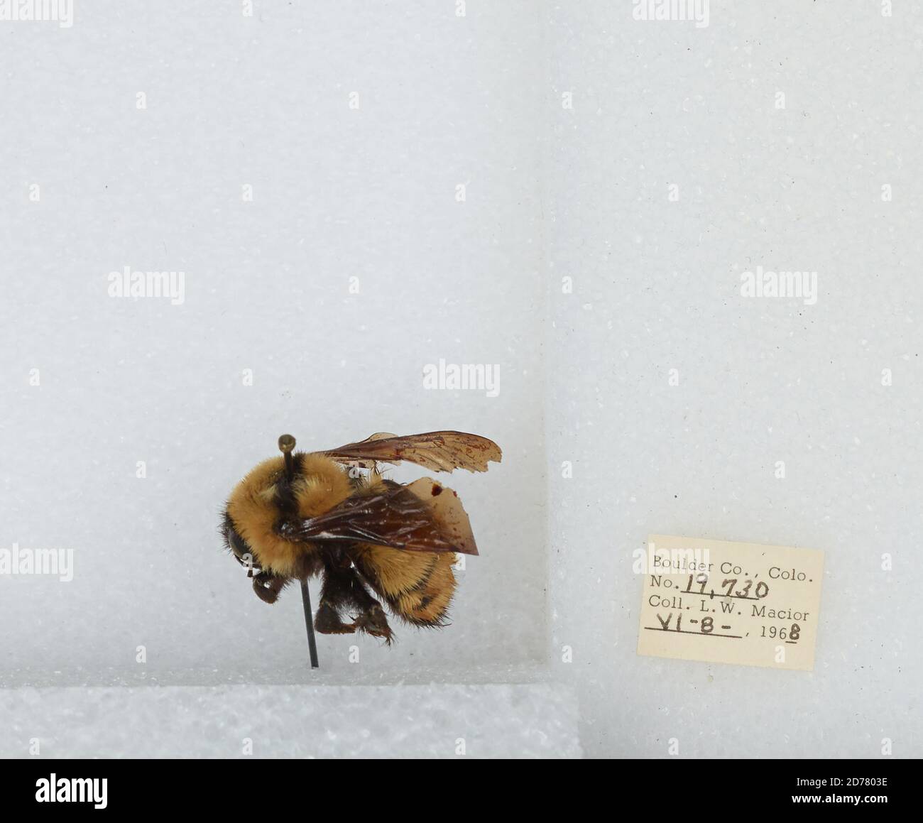 Boulder, Colorado, United States, Bombus (Fervidobombus) fervidus ...