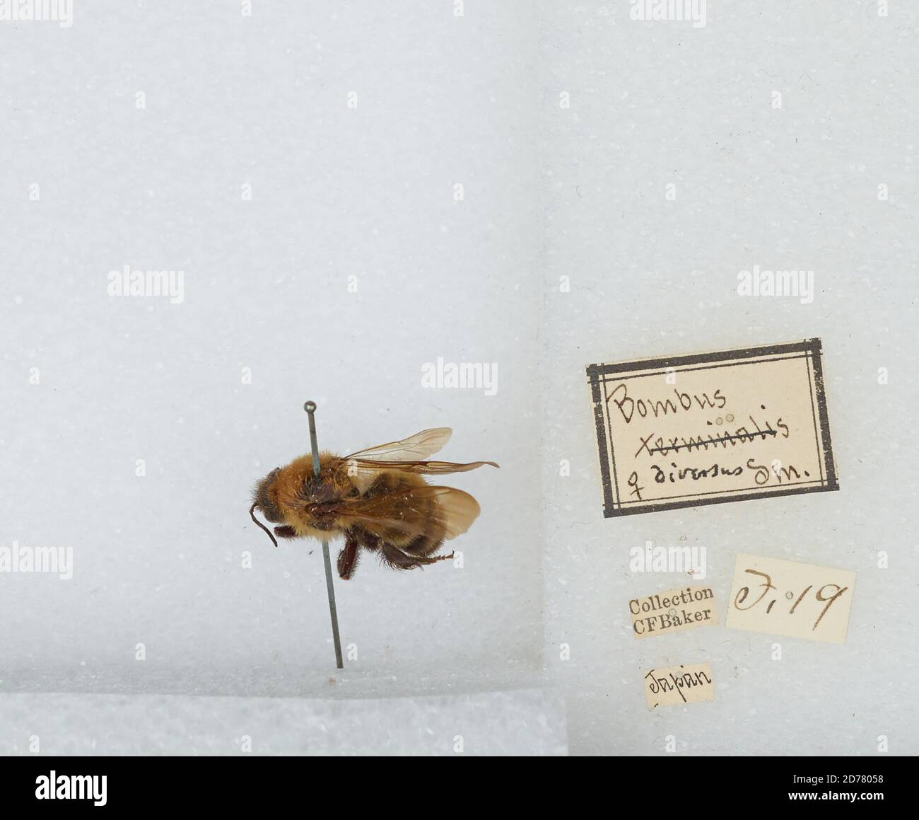 Japan, Bombus (Diversobombus) diversus Smith, Animalia, Arthropoda ...