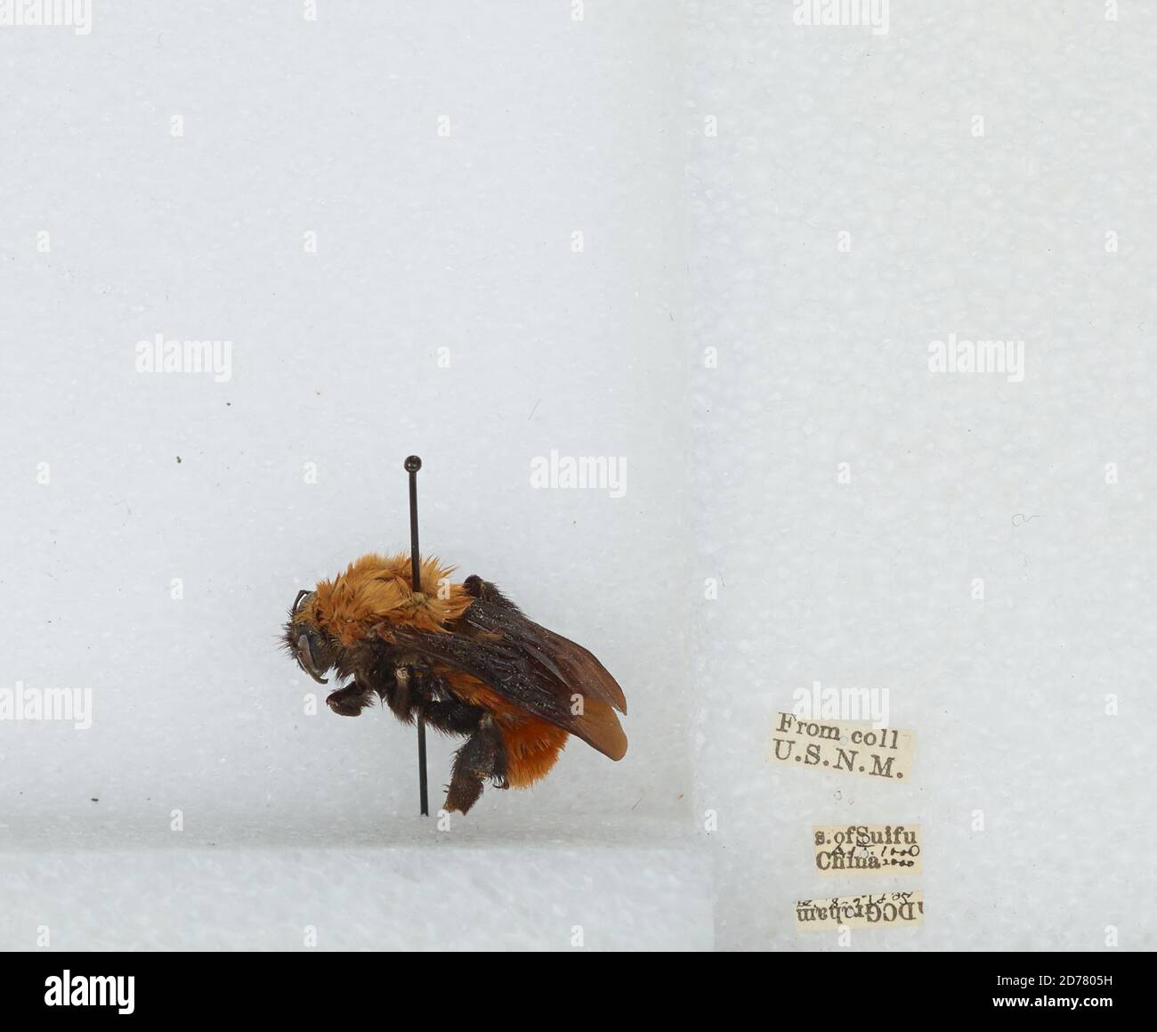 south of Suifu, Sichuan, China, Bombus (Tricornibombus) atripes Smith ...