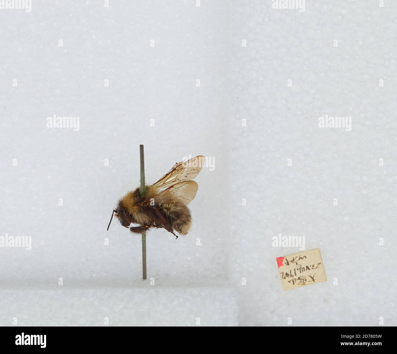 Daisetsuzan, Japan, Bombus (Diversobombus) diversus Smith, Animalia ...