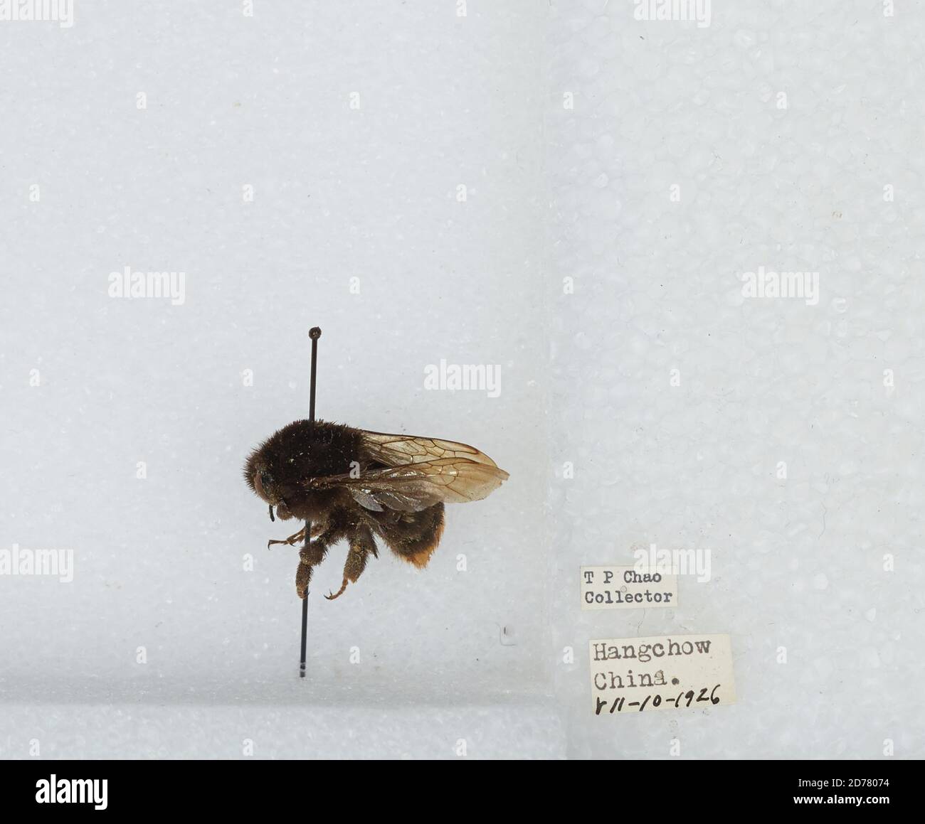 Hangzhou, Zheijang Sheng, China, Bombus (Bombus) ignitus Smith ...