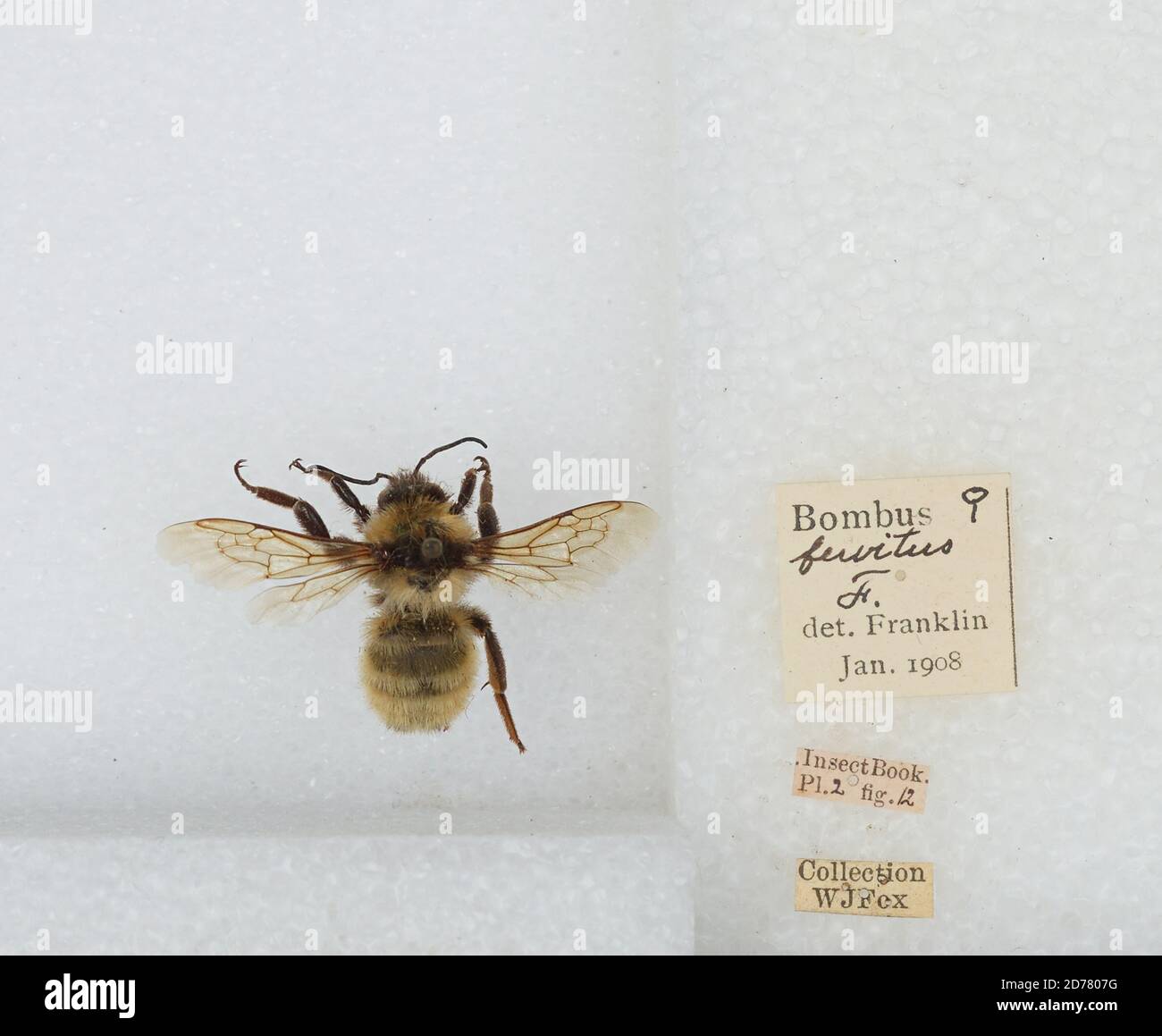 Bombus (Fervidobombus) fervidus fervidus (Fabricius), Animalia ...