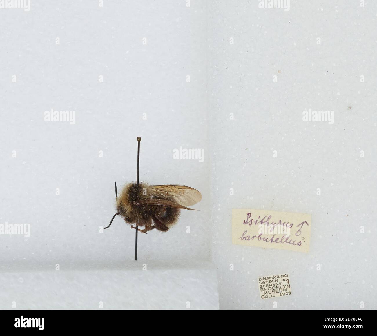 Psithyrus barbutellus hi-res stock photography and images - Alamy