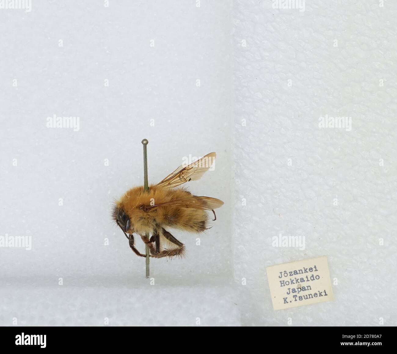 Jozankei, Hokkaido, Japan, Bombus (Diversobombus) diversus Smith, Animalia, Arthropoda, Insecta ...