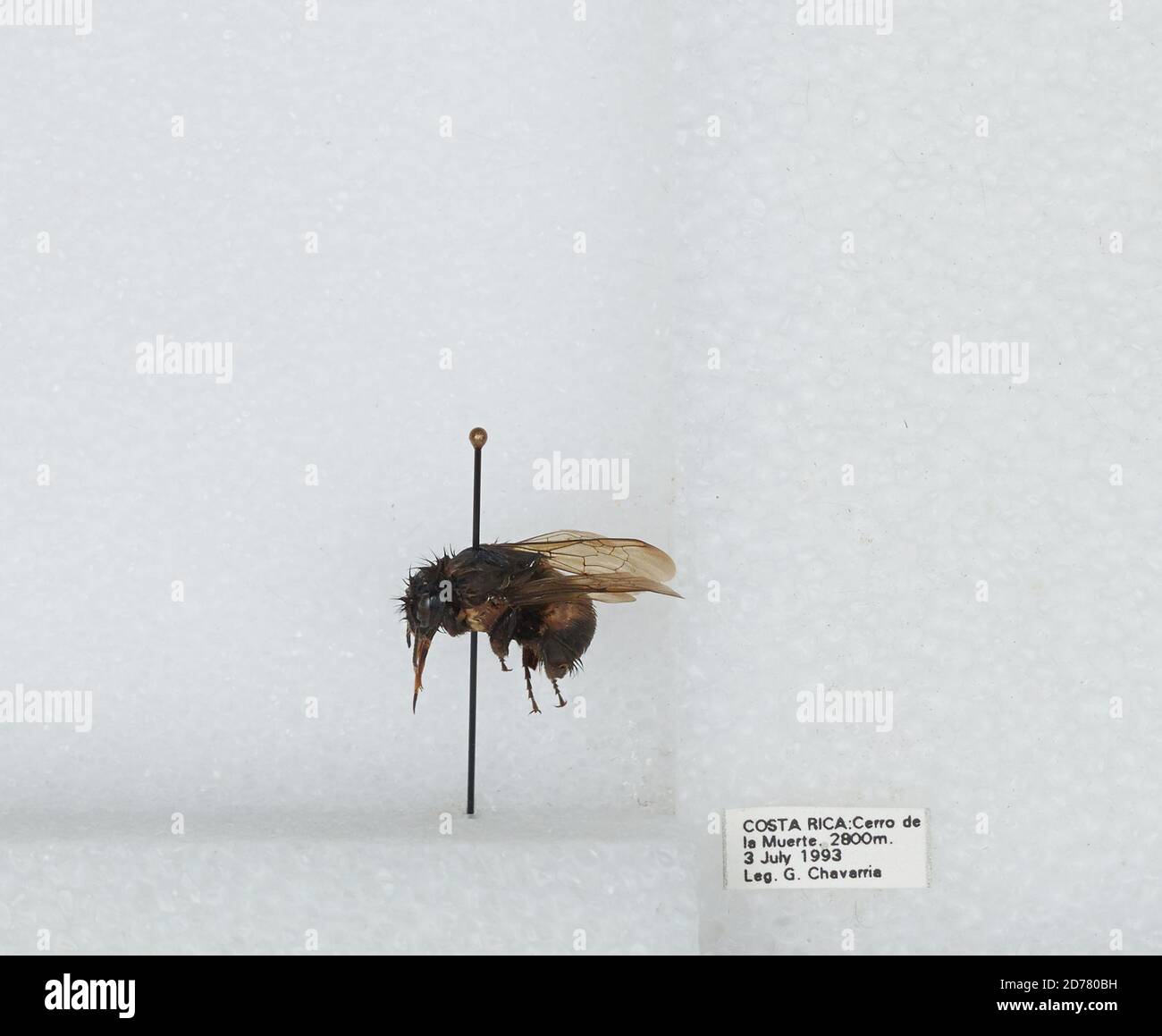 Cerro de la Muerte, San Jose, Costa Rica, Bombus (Pyrobombus ...