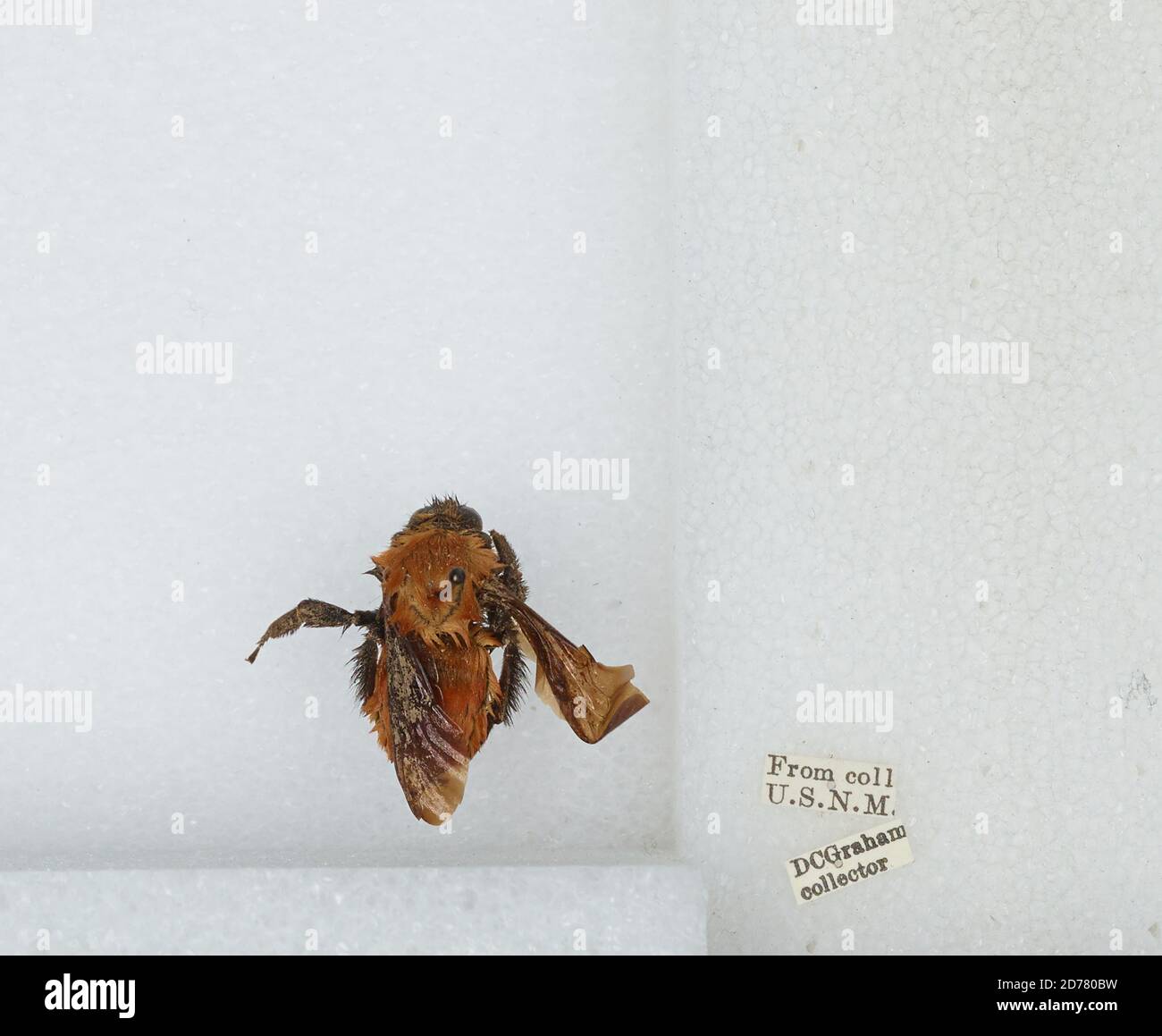 Bombus tricornibombus atripes smith hi-res stock photography and images ...