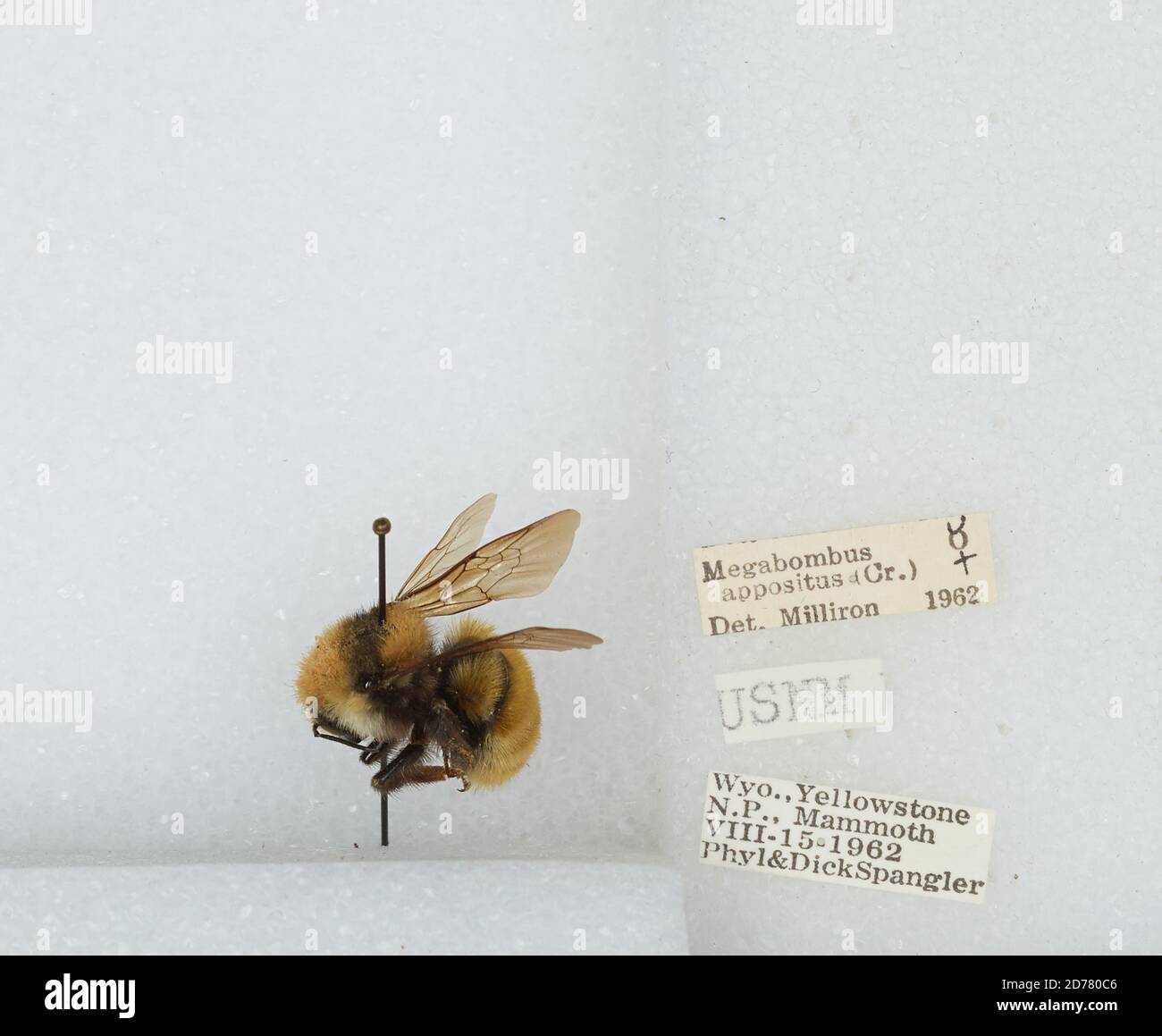 Yellowstone National Park, Mammoth, Park, Wyoming, United States ...