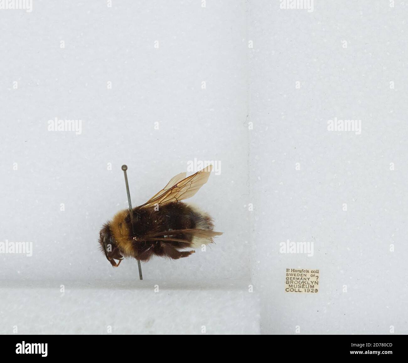 Psithyrus barbutellus hi-res stock photography and images - Alamy