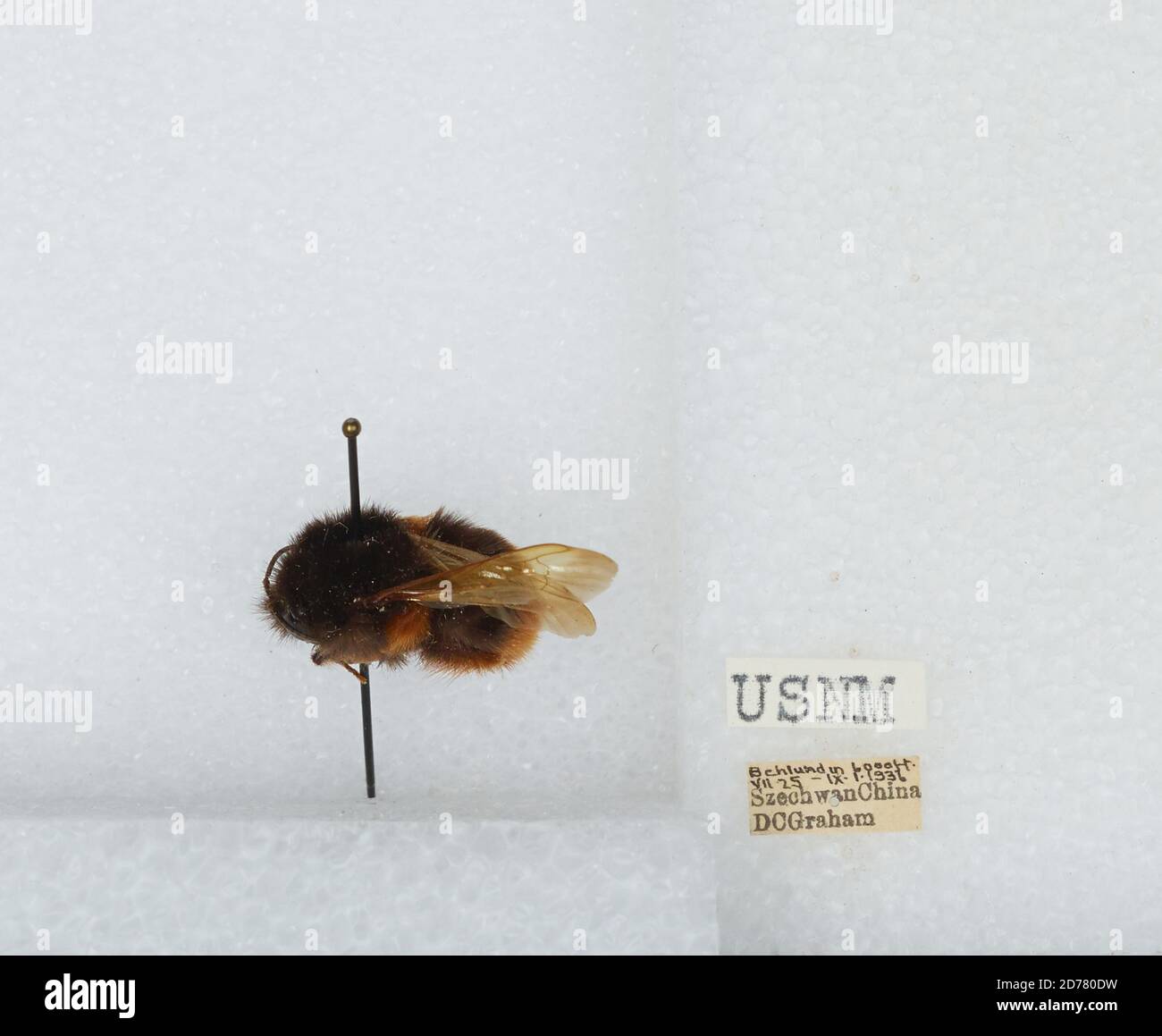 Behluhdin, Sichuan, China, Bombus (Rufipedibombus) eximius Smith ...