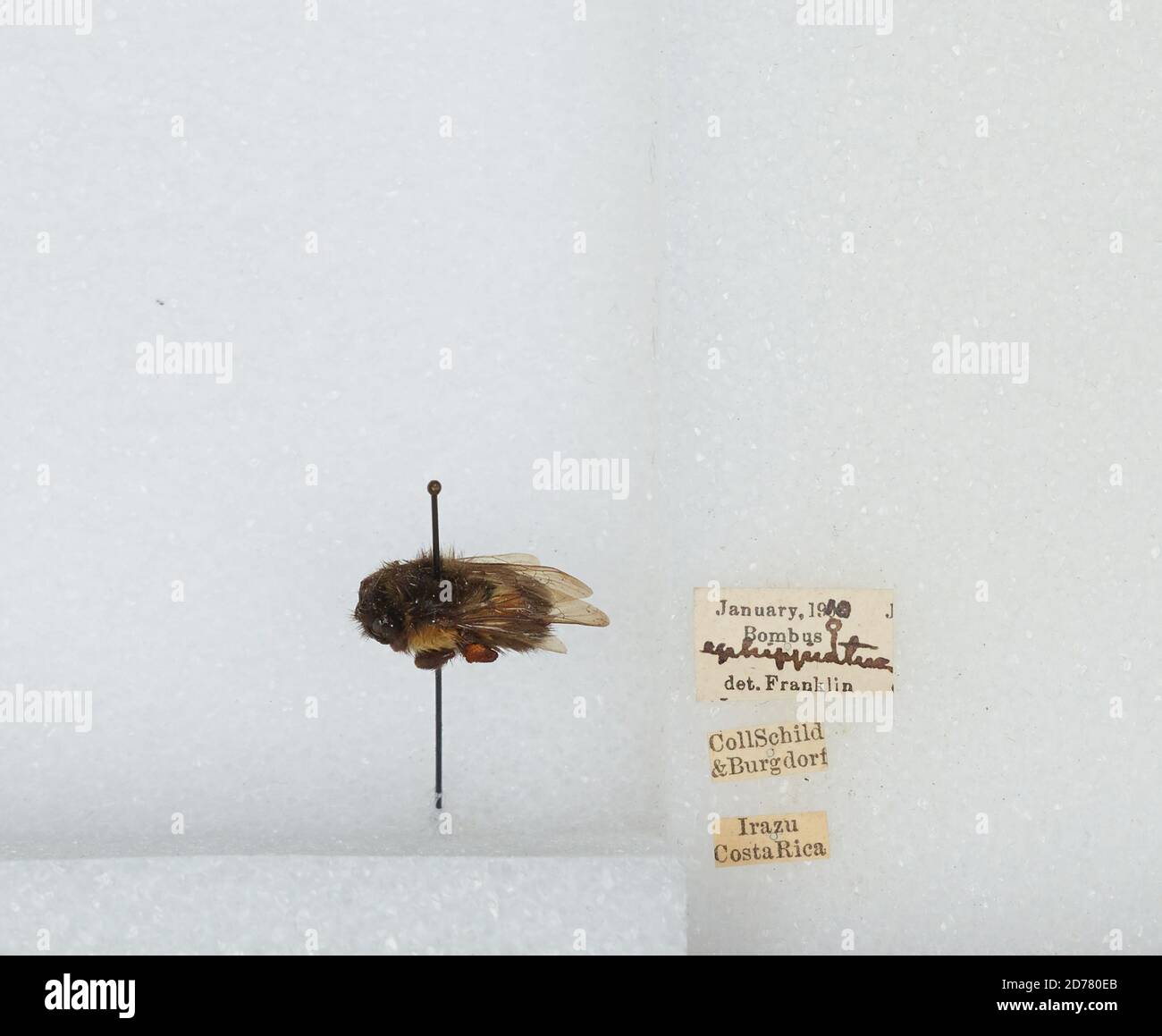 Irazu Volcano, Cartago, Costa Rica, Bombus (Pyrobombus) ephippiatus ...