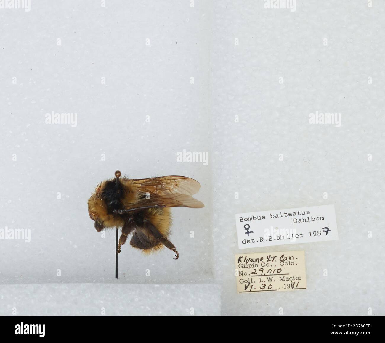 Kluane, Yukon Territory, Canada, Bombus (Alpinobombus) balteatus ...