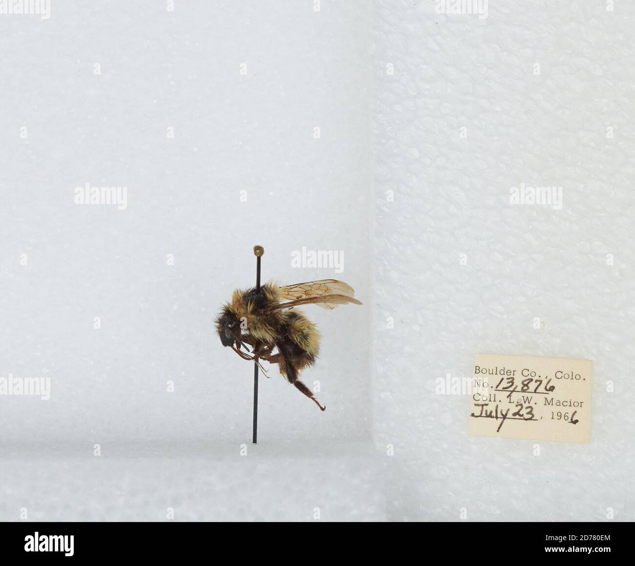 Boulder, Colorado, United States, Bombus (Alpinobombus) balteatus ...
