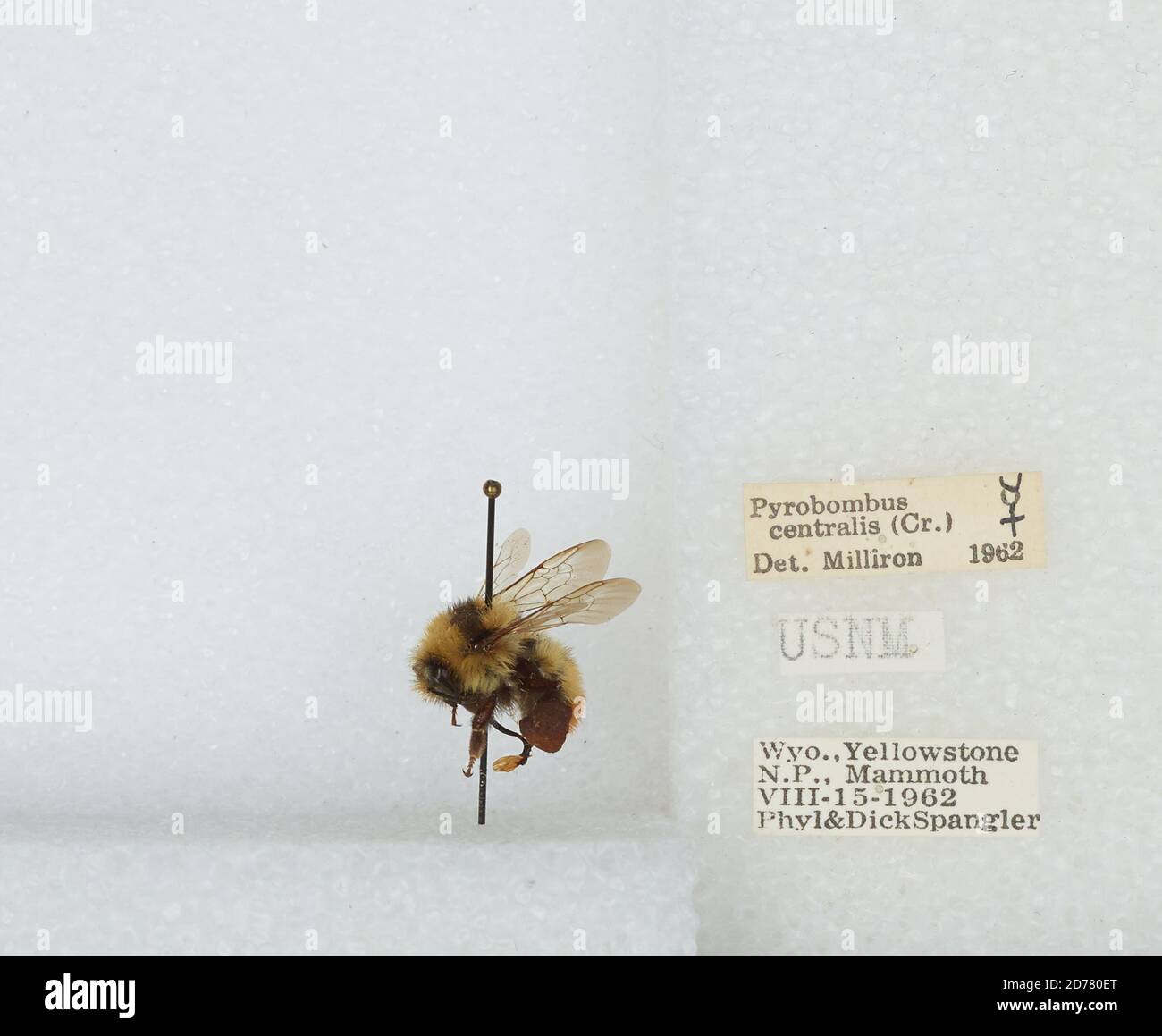 Mammoth, Yellowstone National Park, Park, Wyoming, United States ...