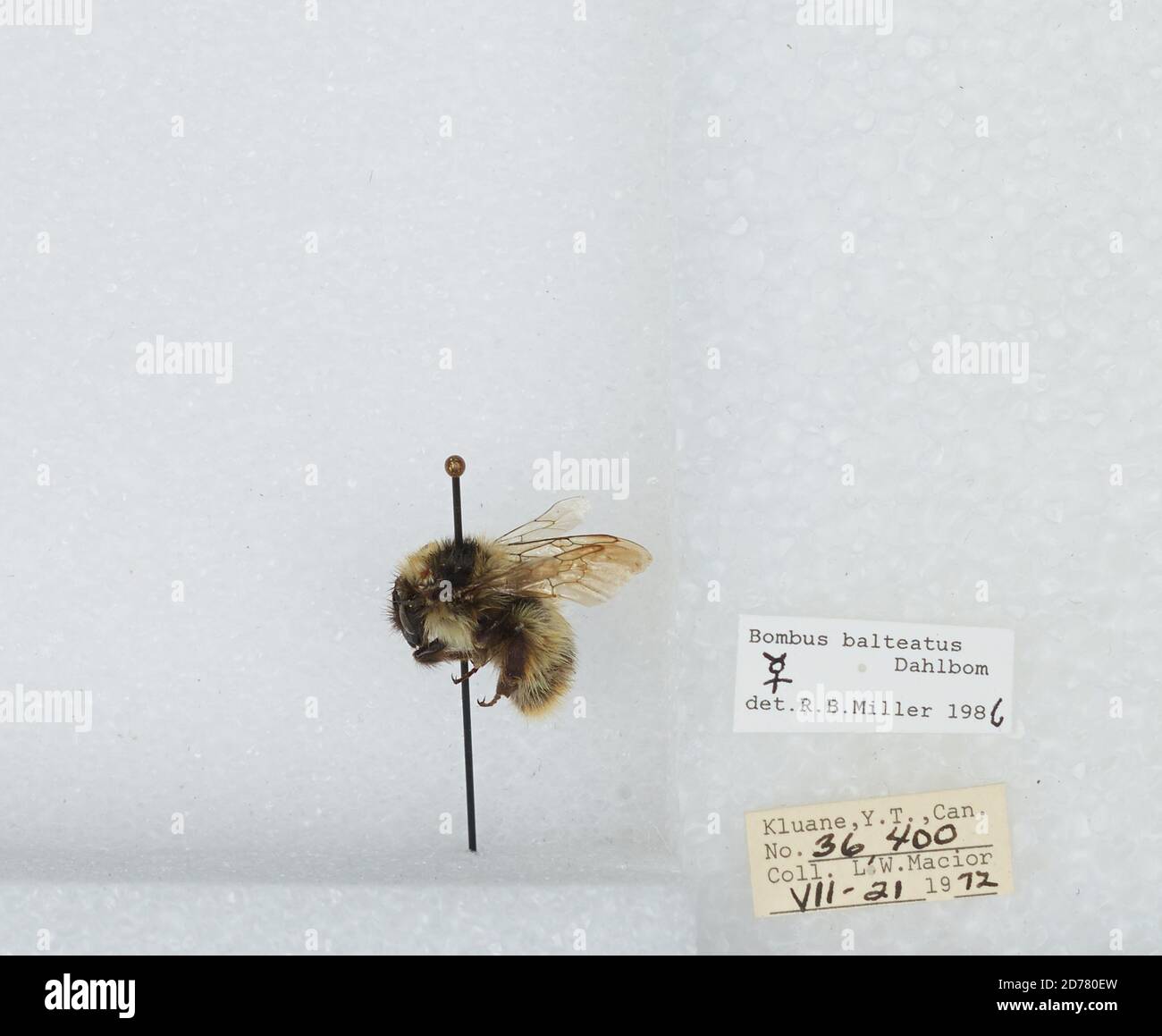 Kluane, Yukon Territory, Canada, Bombus (Alpinobombus) balteatus ...