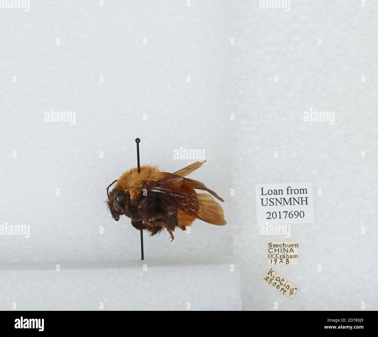 Kiating, Sichuan, China, Bombus (Tricornibombus) atripes Smith ...