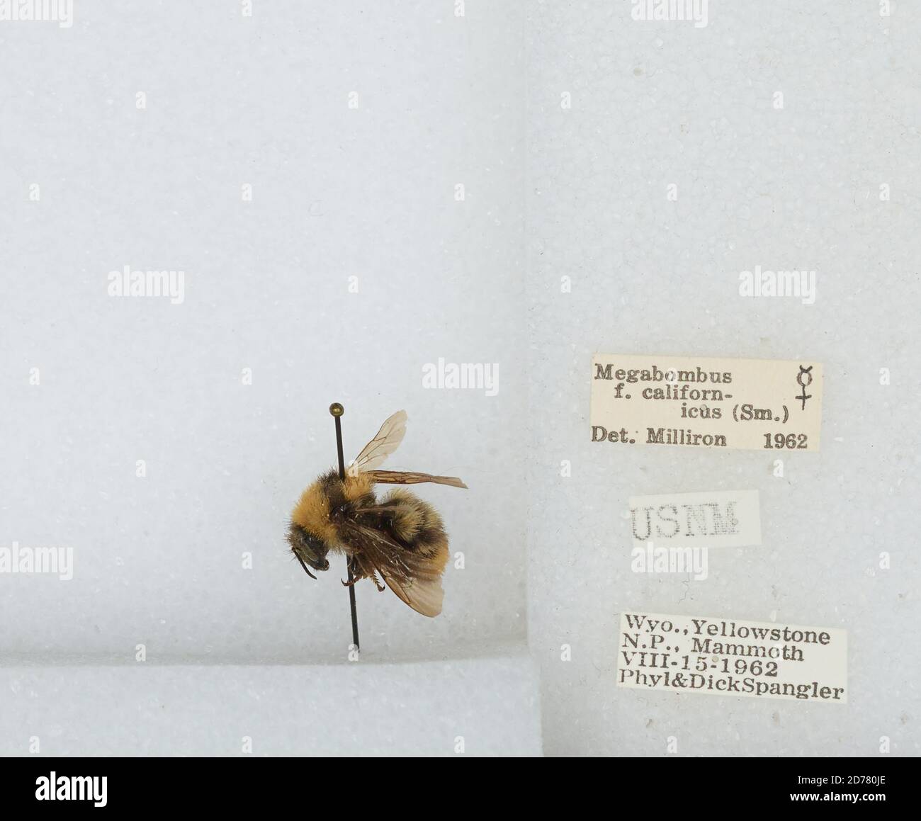 Yellowstone National Park, Mammoth, Park, Wyoming, United States ...